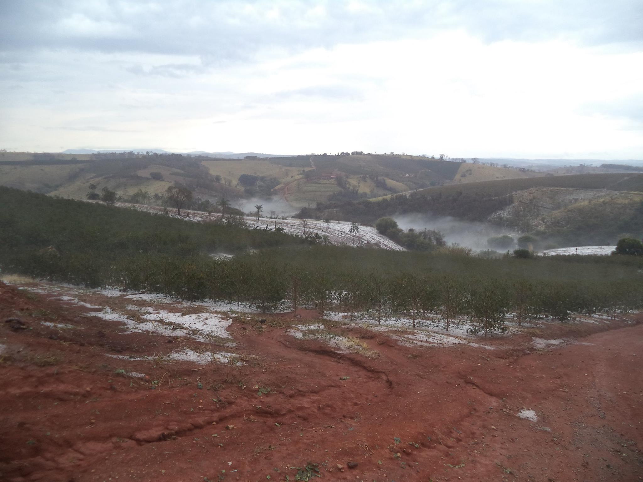 Chuva de Ganizo atinge 600 hectares e gera prejuízo a 40 produtores ...